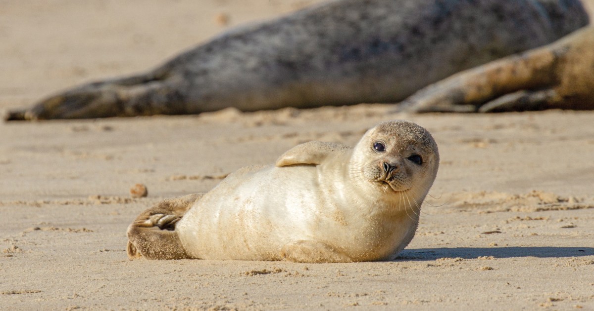 A record-breaking year for our local seals... | KL Magazine