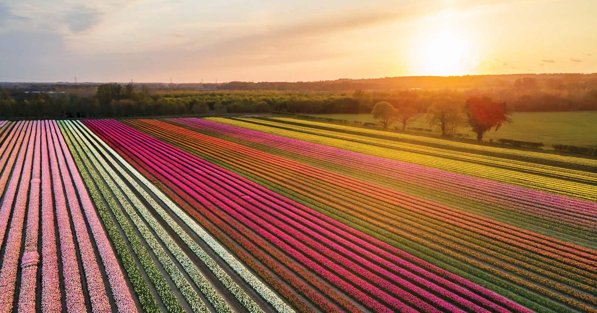 Brightening Norfolk’s fields - and people’s lives | KL Magazine