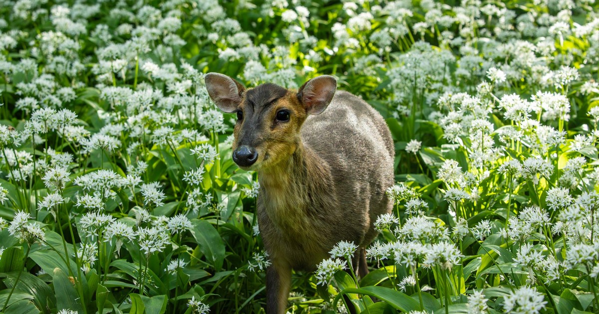 The wild side of garlic | KL Magazine
