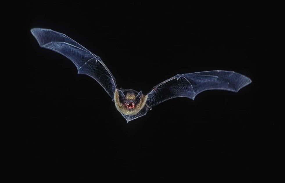 Bat Chat and Trek | KL Magazine