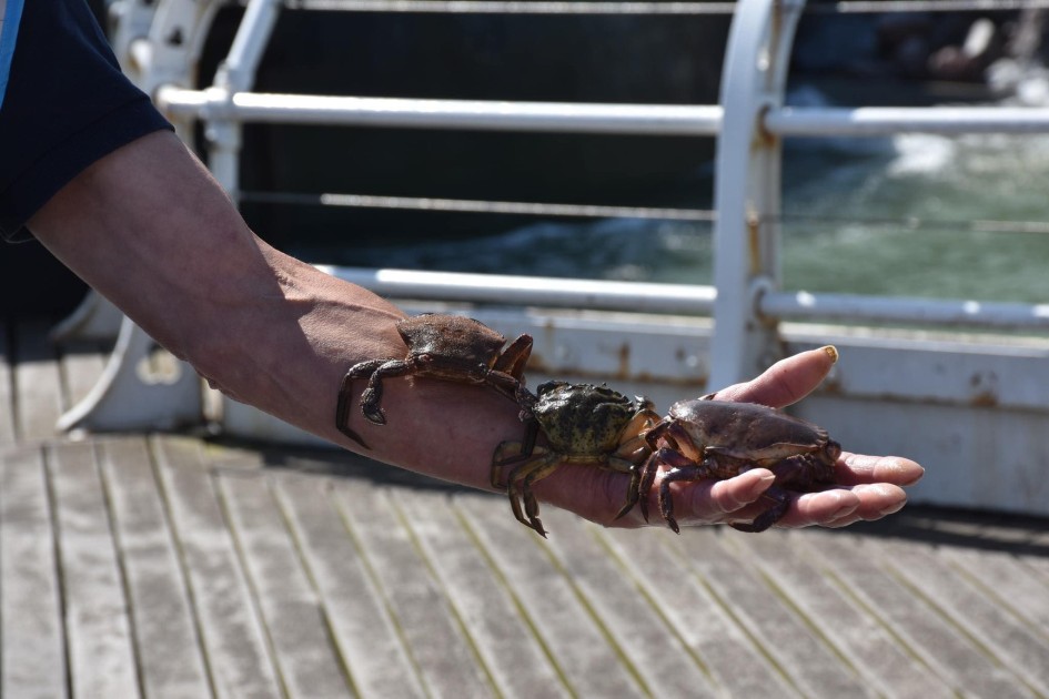 Cromer Crab & Lobster Festival | KL Magazine